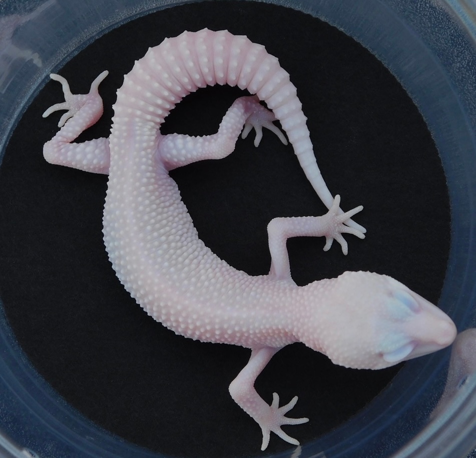 Pied Super RAPTOR Leopard Gecko by M.S. Farms Exotics - MorphMarket