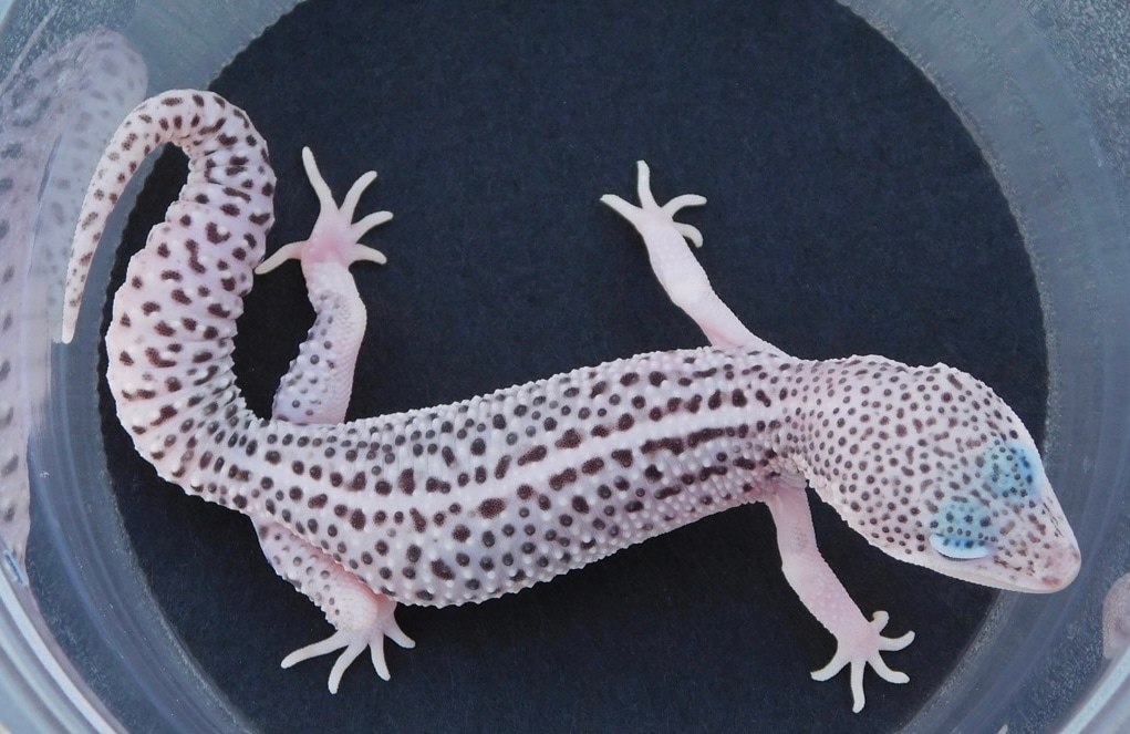 Super Snow Het Blizzard Het Eclipse 50%ph Tremper Leopard Gecko by M.S ...