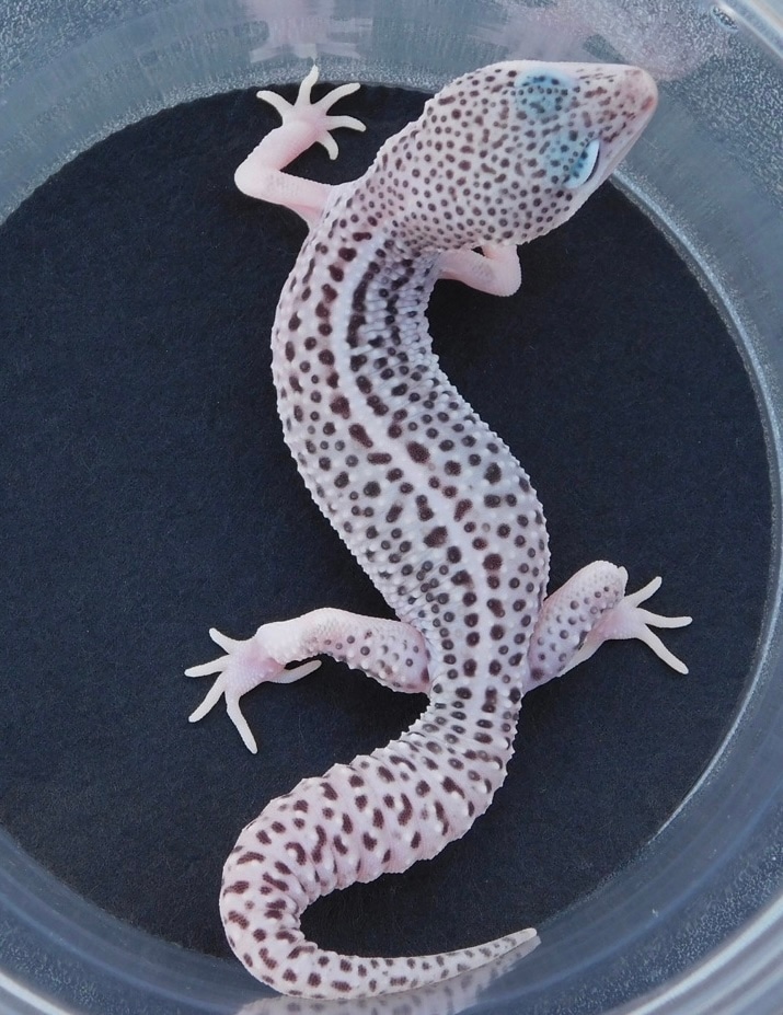 Super Snow Het Blizzard Het Eclipse 50%ph Tremper Leopard Gecko by M.S ...