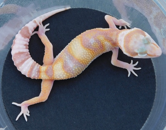 High Contrast RAPTOR Leopard Gecko by M.S. Farms Exotics