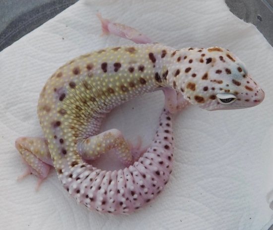 White&Yellow Mack Snow Ghost 66% Het Eclipse 66% Het Tremper Leopard ...