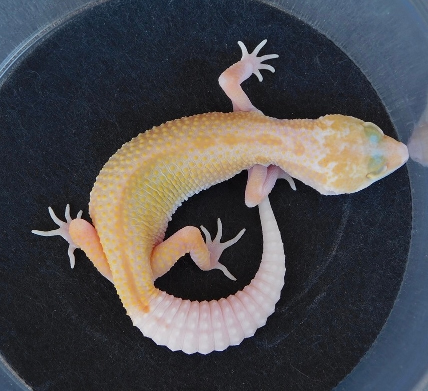 Mack Snow Cyclone Leopard Gecko by M.S. Farms Exotics - MorphMarket