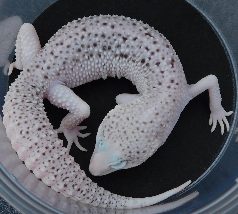 Pied Total Eclipse Het Tremper Leopard Gecko by M.S. Farms Exotics ...