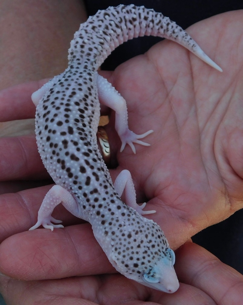 Pied Total Eclipse 50% Het Tremper Leopard Gecko by M.S. Farms Exotics ...