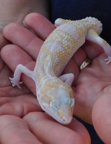 Mack Snow RAPTOR Leopard Gecko by M.S. Farms Exotics