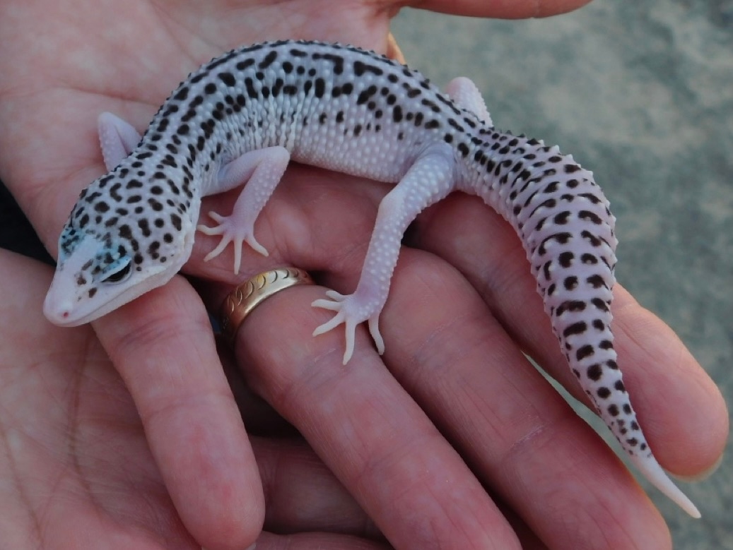 Pied Total Eclipse 50% Het Tremper Leopard Gecko by M.S. Farms Exotics ...