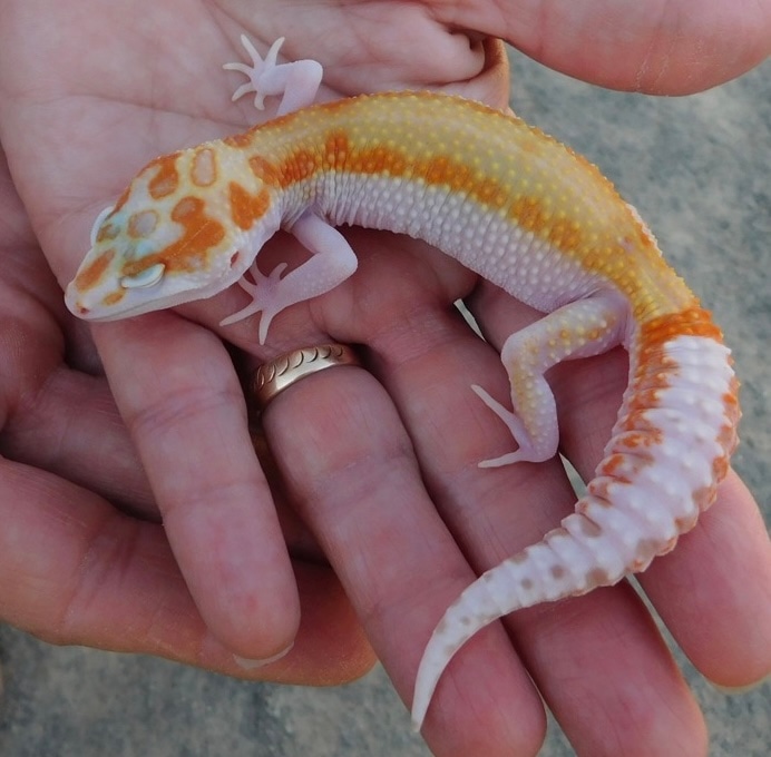 White&Yellow High Contrast Red Stripe Tremper 66% Het Eclipse Leopard ...