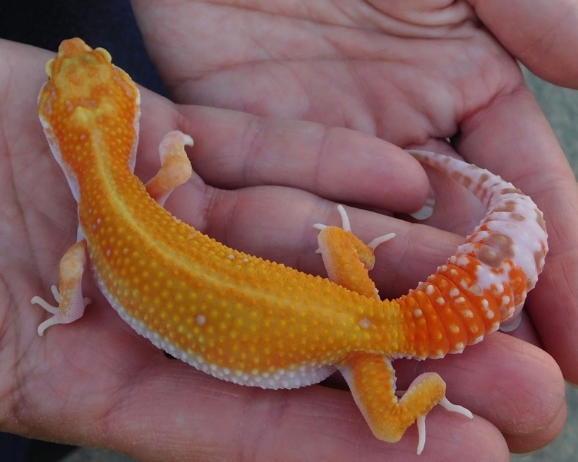 RedHot Rainwater 66% Het Eclipse 66% Het Murphy Patternless Leopard Gecko by M.S. Farms Exotics ...