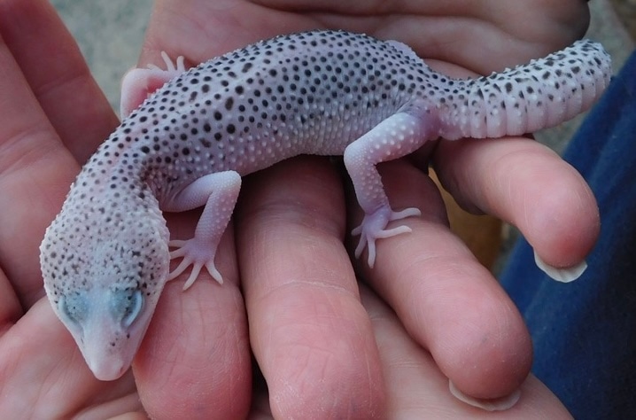 Pied Total Eclipse Het Blizzard 50% Ph Tremper Leopard Gecko by M.S ...