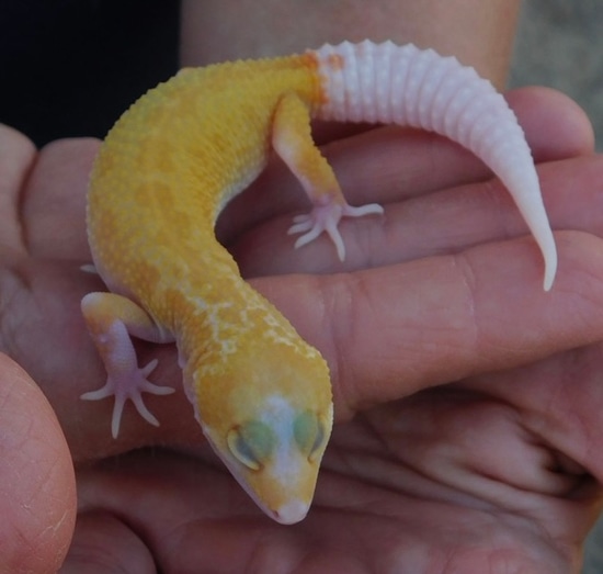 Tangerine Cyclone Leopard Gecko by M.S. Farms Exotics