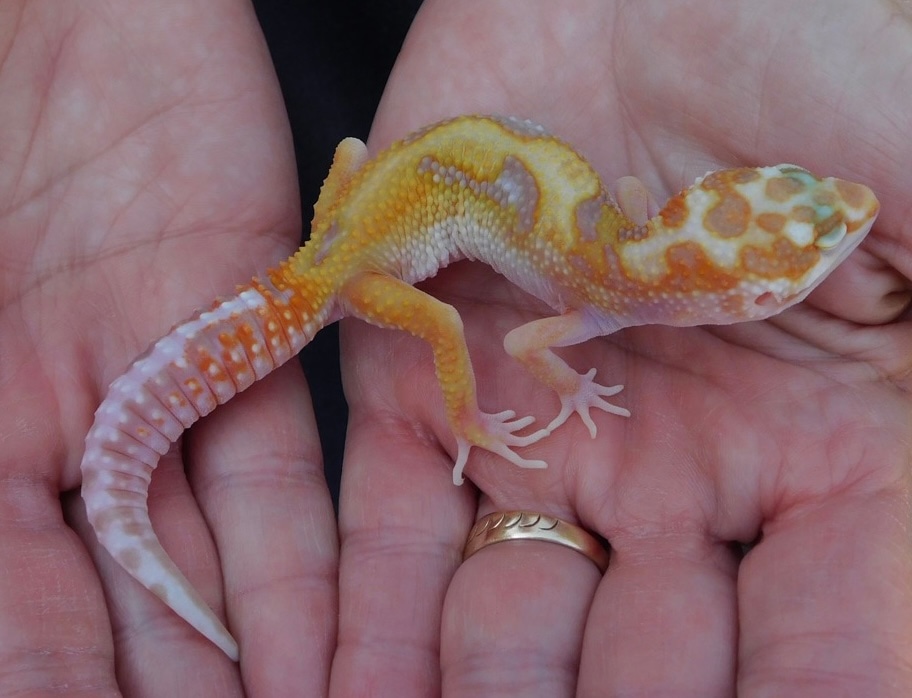 White&Yellow High Contrast Tangerine Tremper Het Eclipse Leopard Gecko ...