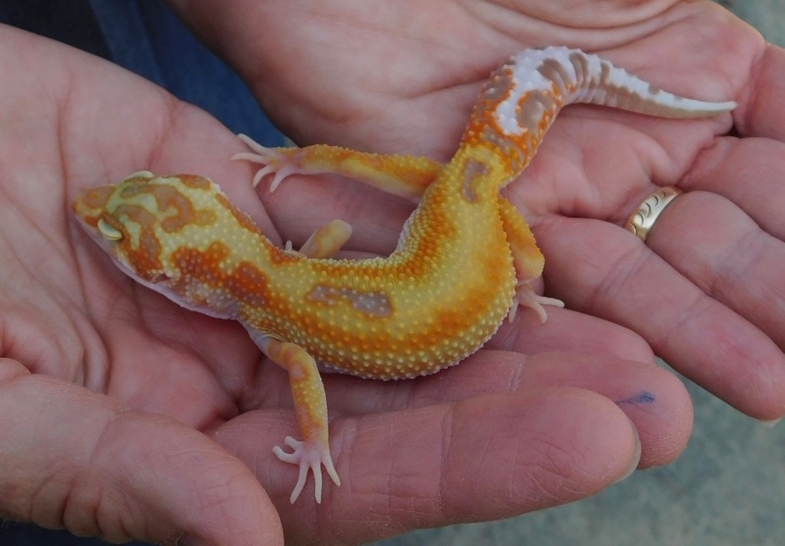 White&Yellow High Contrast Tangerine Tremper Het Eclipse Leopard Gecko ...