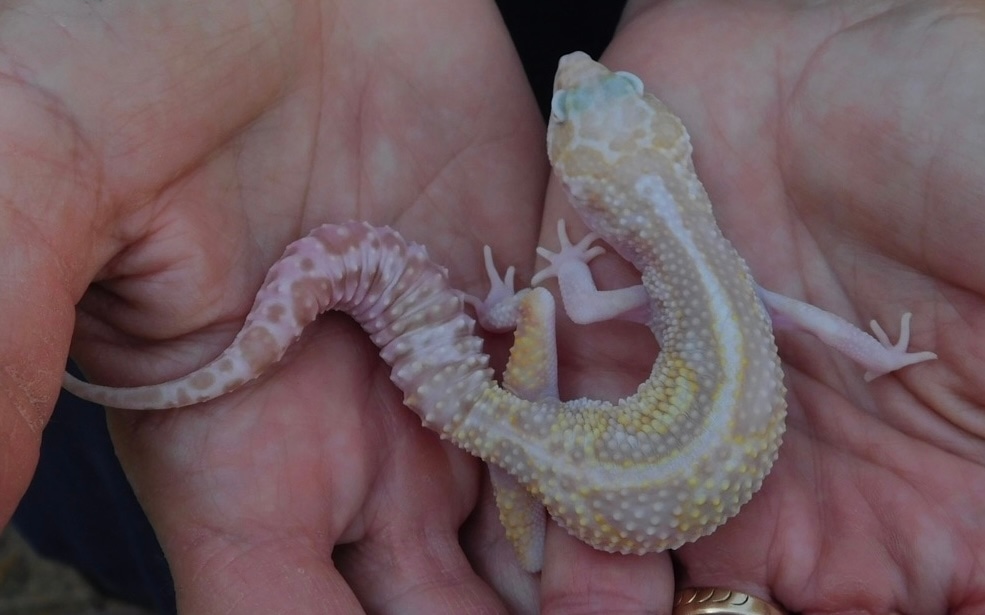 Mack Snow RAPTOR Leopard Gecko by M.S. Farms Exotics - MorphMarket