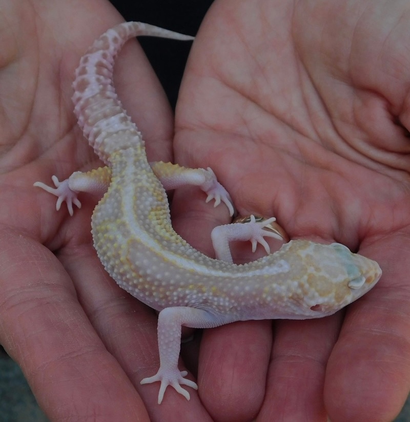 Mack Snow RAPTOR Leopard Gecko by M.S. Farms Exotics - MorphMarket