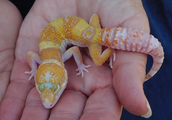 Tangerine Typhoon Het Murphy Patternless Leopard Gecko by M.S. Farms ...