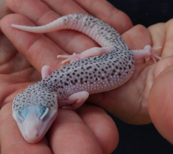Pied Total Eclipse 50% Het Tremper Leopard Gecko by M.S. Farms Exotics