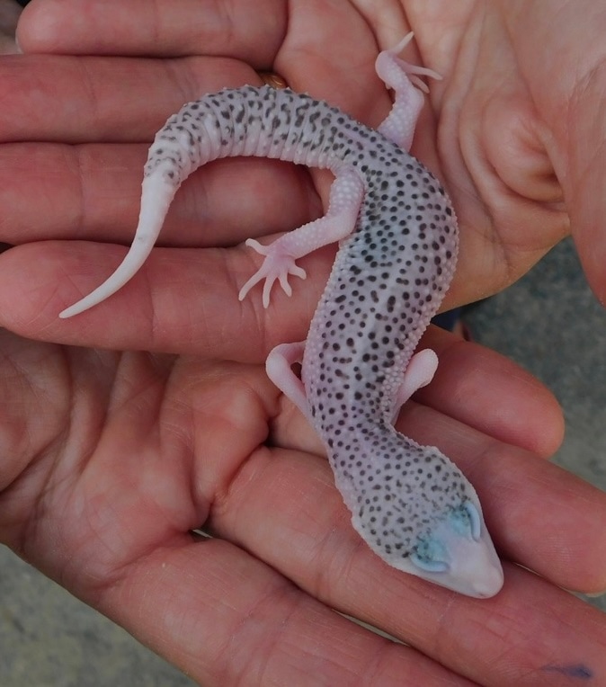 Pied Total Eclipse 50% Het Tremper Leopard Gecko by M.S. Farms Exotics ...