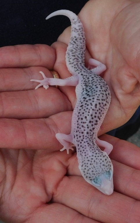 Pied Total Eclipse 50% Het Tremper Leopard Gecko by MSFarms Lemoore ...
