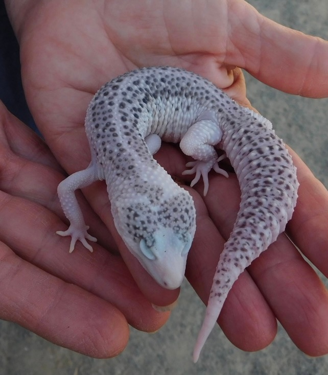 Pied Total Eclipse 50% Het Tremper Leopard Gecko by M.S. Farms Exotics ...
