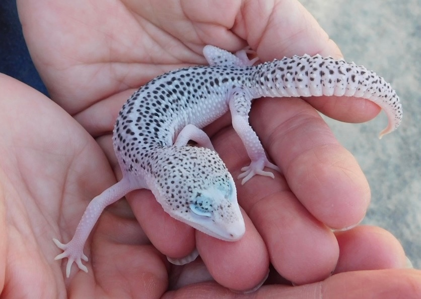 Pied Total Eclipse Het Blizzard 50% Het Tremper Leopard Gecko by M.S ...