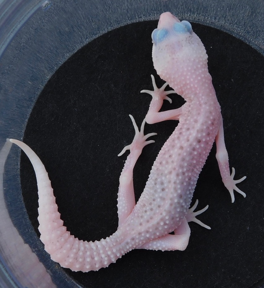 Pied Total Eclipse 50% Het Tremper Leopard Gecko by M.S. Farms Exotics ...
