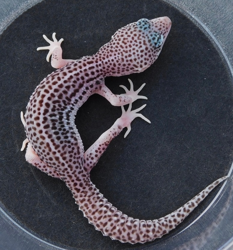 Super Snow Het Eclipse Het Blizzard 50% Het Tremper Leopard Gecko by M ...