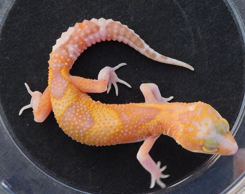 Pet Only Leopard Gecko by M.S. Farms Exotics - MorphMarket