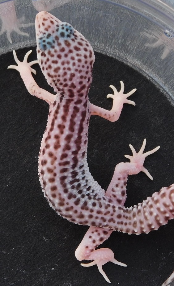 Super Snow Het Blizzard Het Eclipse 50% Het Tremper Leopard Gecko by M ...