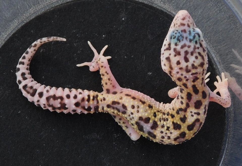Mack Snow Eclipse Het Tremper Leopard Gecko by M.S. Farms Exotics ...