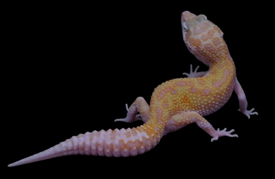 White & Yellow Mack Snow High Contrast RAPTOR Leopard Gecko by M.S ...