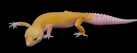 Mack Snow Cyclone Leopard Gecko by M.S. Farms Exotics