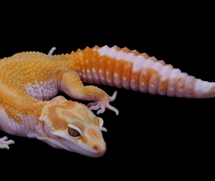 Pied Total Eclipse 50% Het Tremper Leopard Gecko by M.S. Farms Exotics ...