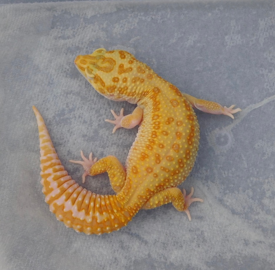 High Contrast Tang Raptor Leopard Gecko by M.S. Farms Exotics - MorphMarket