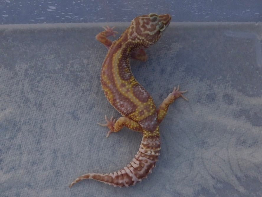 Striped Mack Snow High Contrast Tremper 66% Poss Het Eclipse Leopard ...