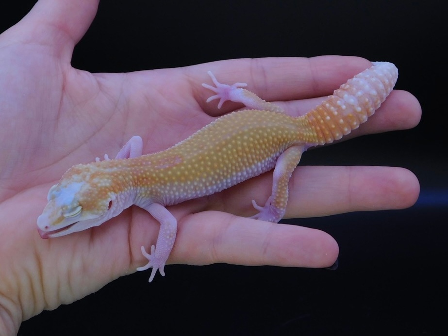 Pied White/Yellow Tangerine Raptor Leopard Gecko by M.S. Farms Exotics ...