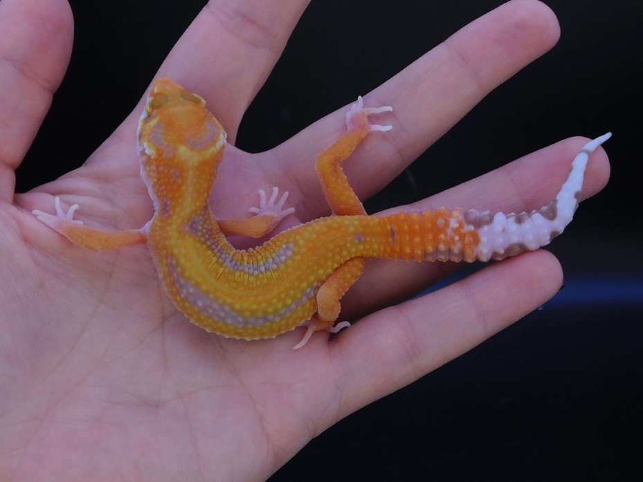Tangerine Rainwater 66% Pos Het Eclipse + Murphy Patternless Leopard ...