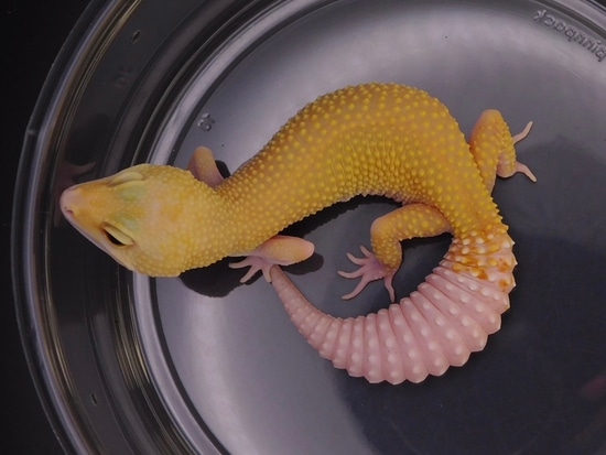 Mack Snow Cyclone Leopard Gecko by M.S. Farms Exotics