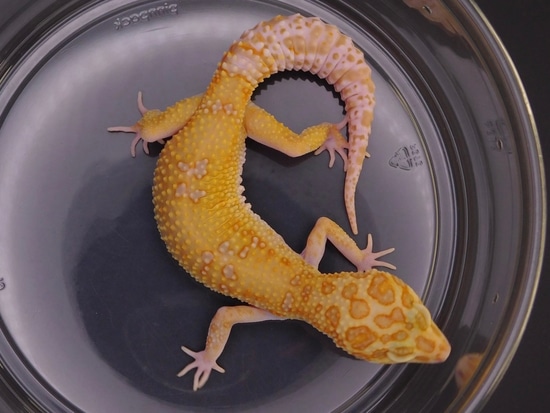 Pastel Raptor Leopard Gecko by M.S. Farms Exotics