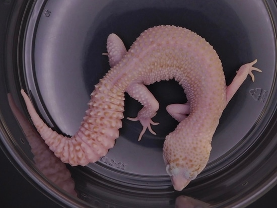 Pied Super Raptor Leopard Gecko by M.S. Farms Exotics