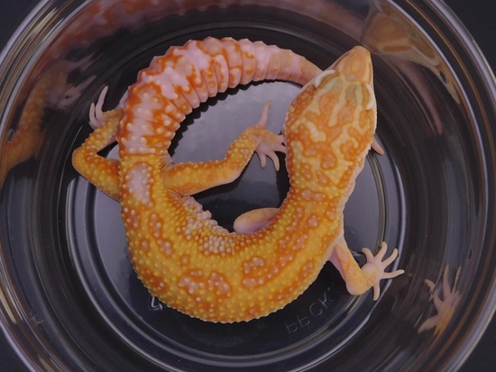 White/Yellow Mack Snow High Contrast Tangerine Tremper 66%Pos Het ...