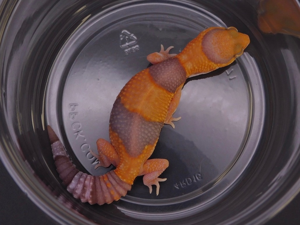Tangerine Amel 50% Poss Het Patternless African Fat-Tailed Gecko by M.S ...