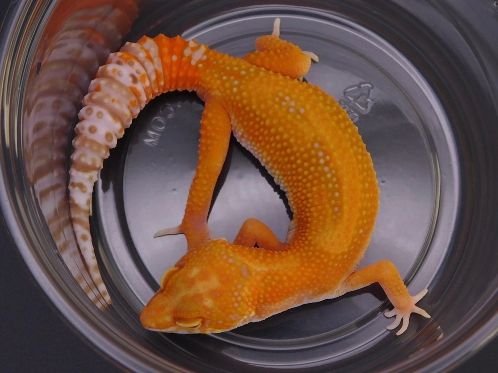 Tangerine Rainwater 66% Poss Het Eclipse 66% Poss Het Murphy ...