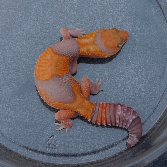 Tangerine Amel 50% Poss Het Patternless African Fat-Tailed Gecko by M.S ...