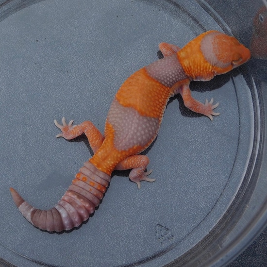Tangerine Amel 50% Poss Het Patternless African Fat-Tailed Gecko by M.S ...