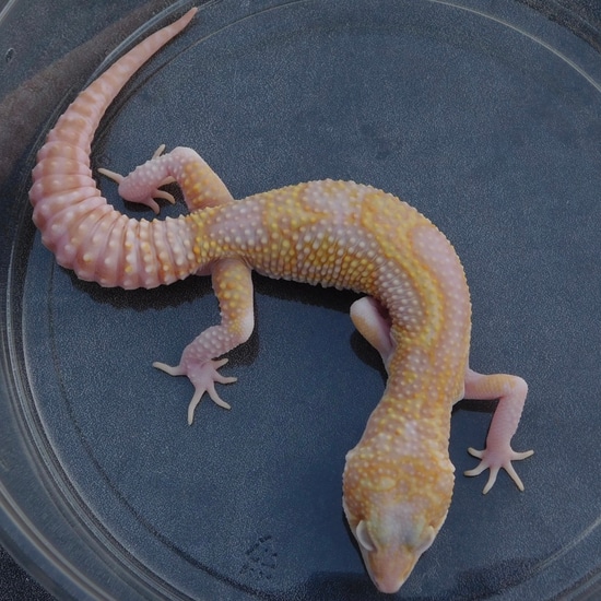 Mack Snow High Contrast Raptor Leopard Gecko by M.S. Farms Exotics