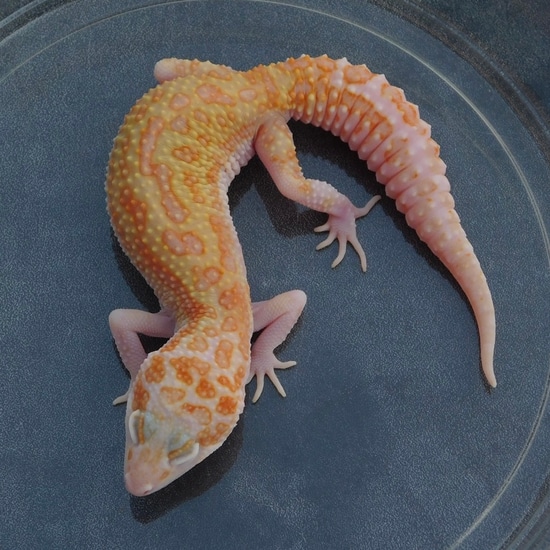 White&Yellow Mack Snow High Contrast Raptor Leopard Gecko by M.S. Farms ...