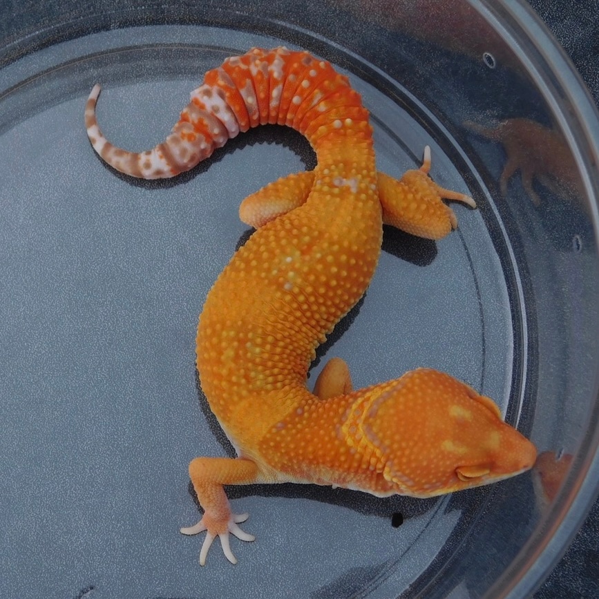 Tangerine Rainwater "F3 RedHot Rainwater Project" Leopard Gecko by M.S ...