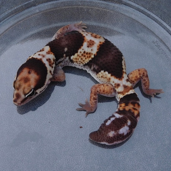 Wild Type African Fat-Tailed Gecko by M.S. Farms Exotics