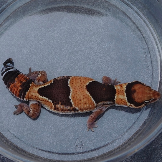 Pet Only African Fat-Tailed Gecko by M.S. Farms Exotics