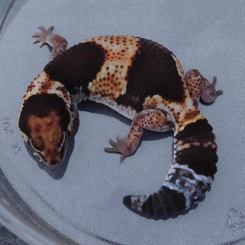 Wild Type Het Oreo 66% Het Caramel 66% Het Patternless African Fat ...